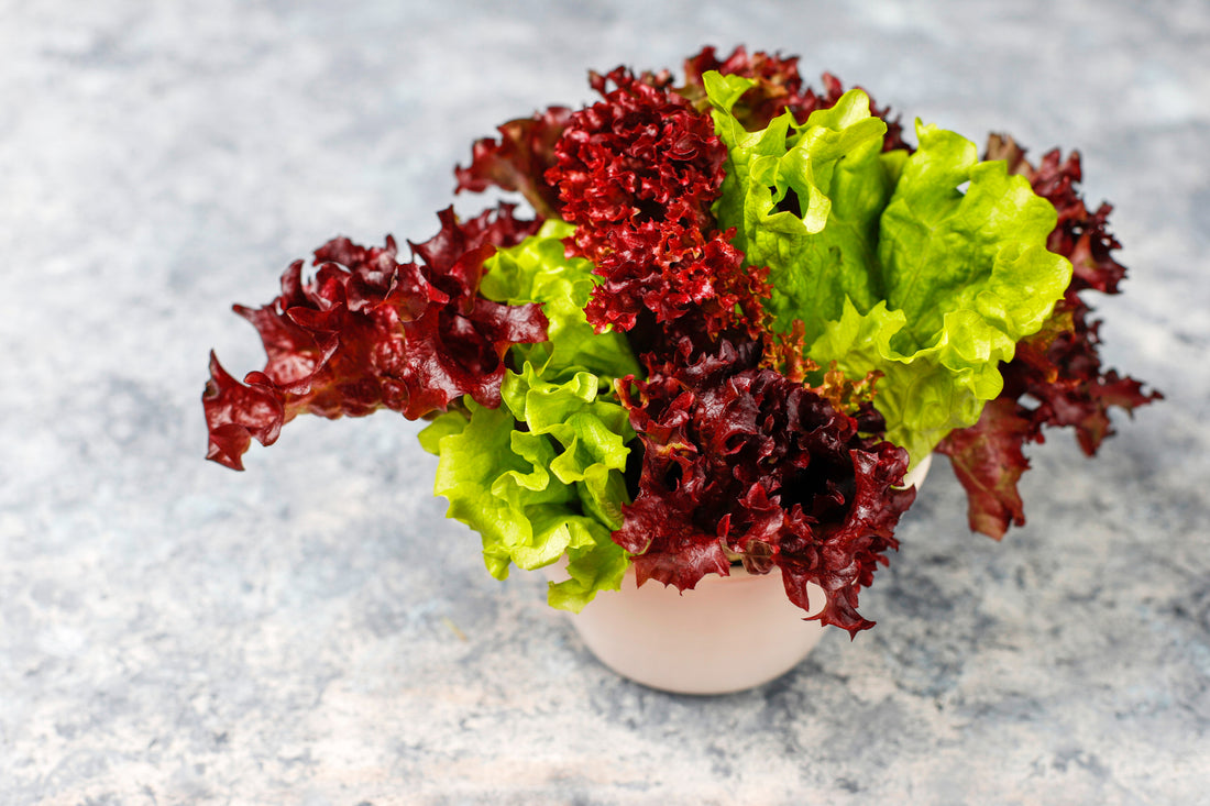 Crunchy Lolo rossa lettuce (1 pc) – Emosha's Organic Food